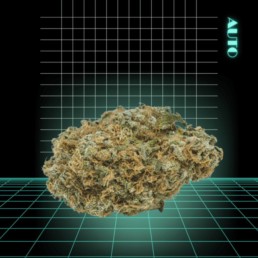 Critical Auto – Miami Seeds