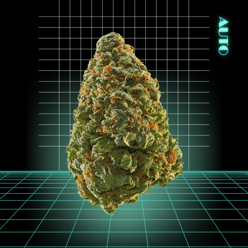 Green Crack Auto – Miami Seeds
